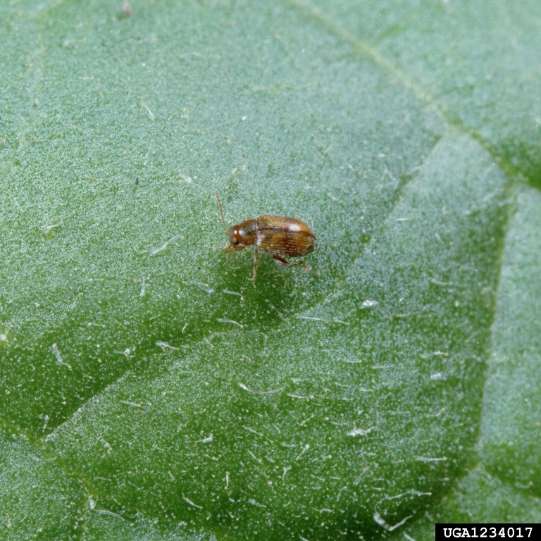 tobacco flea beetle (Epitrix hirtipennis (Melsheimer, 1847))