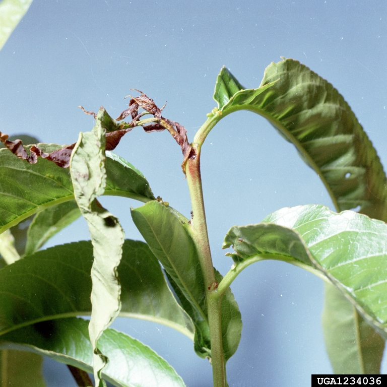 Oriental fruit moth (Grapholita molesta (Busck))