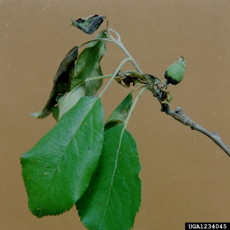 fire blight (Erwinia amylovora (Burrill) Winslow)