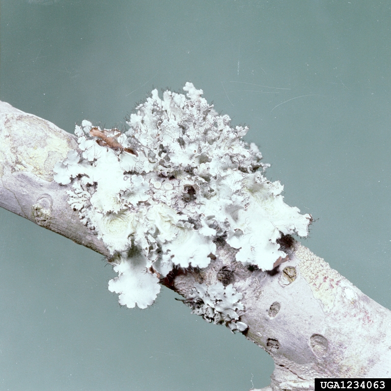 lichen (general)