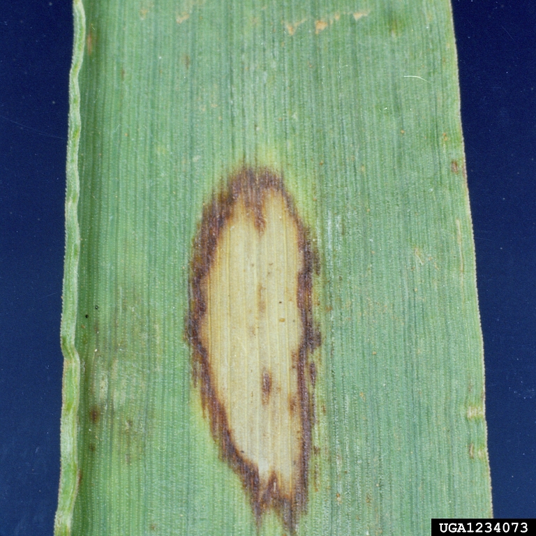 barley scald (Rhynchosporium secalis (Oudem.) J. J. Davis)