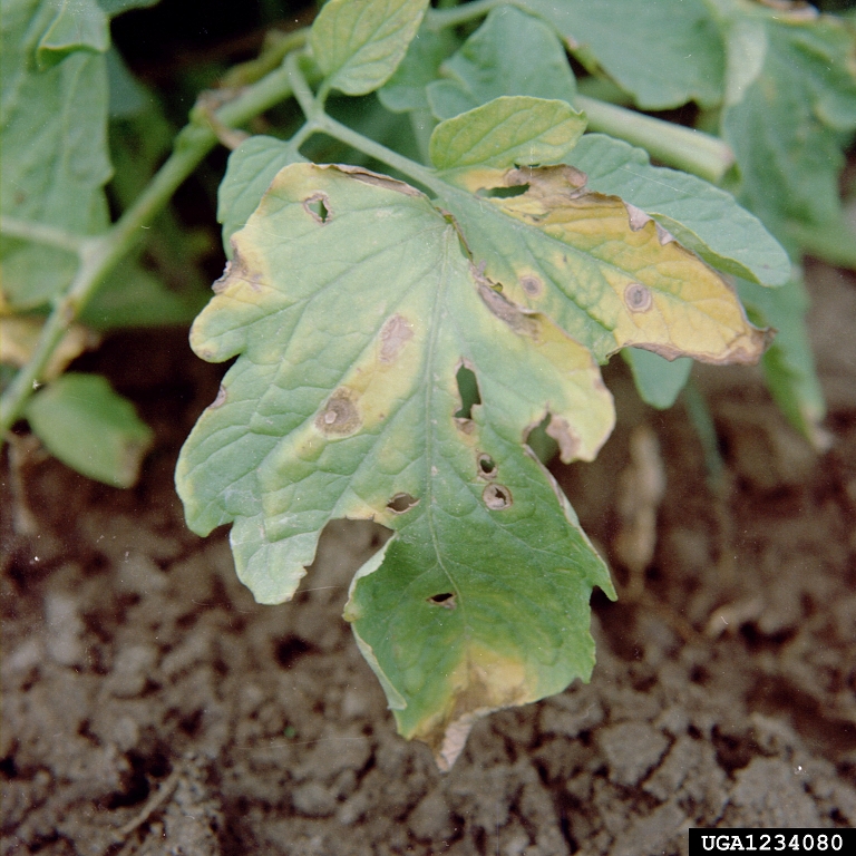 early blight (Alternaria solani Sorauer)
