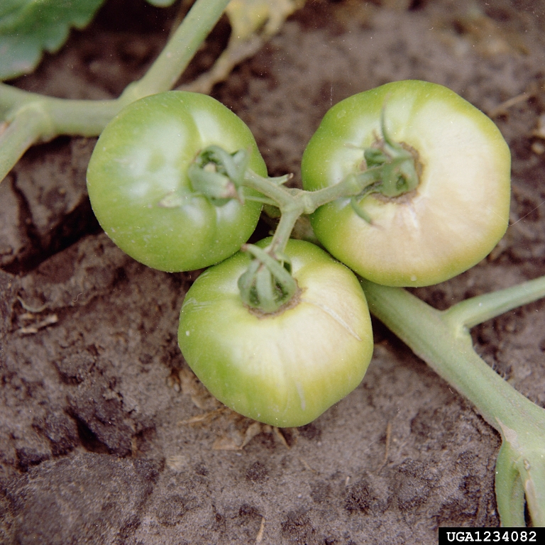garden tomato (Solanum lycopersicum L.)