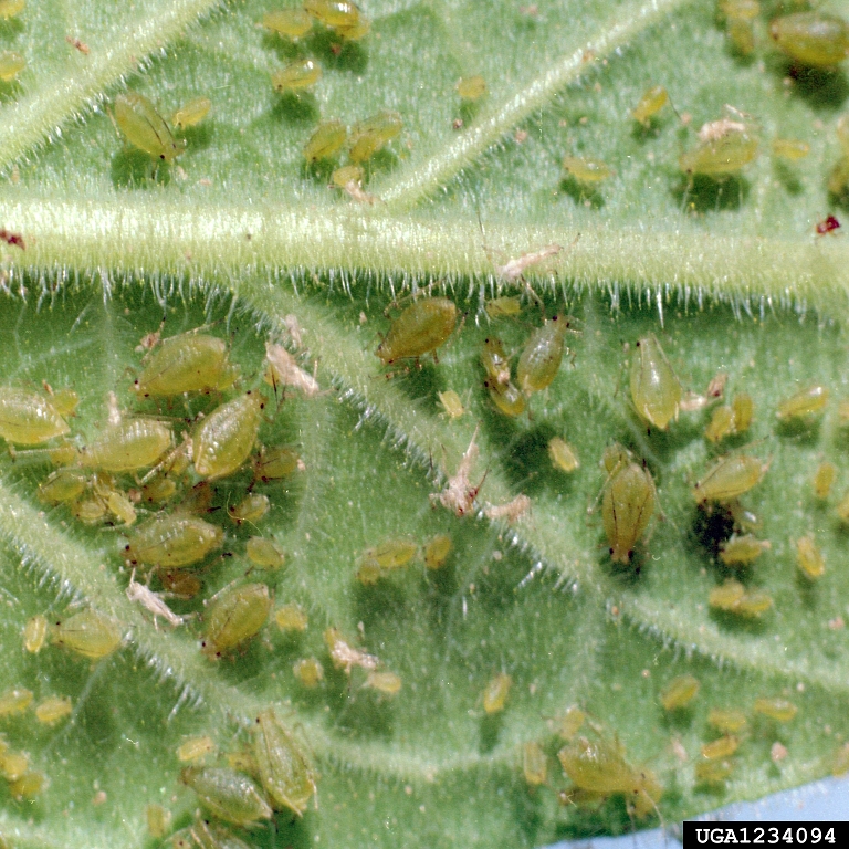 aphids (Family Aphididae)