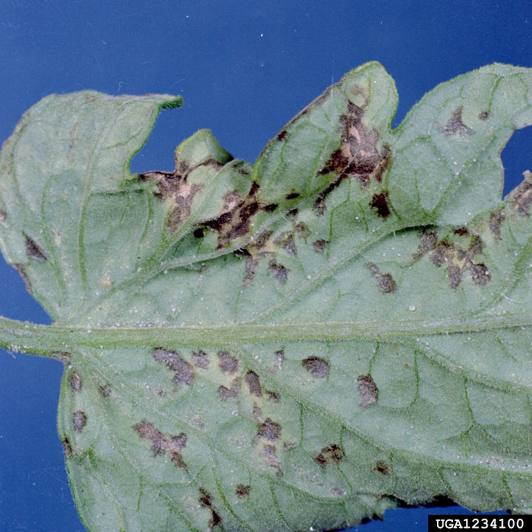 bacterial spot (Xanthomonas vesicatoria (ex Doidge 1920) Vauterin et al ...