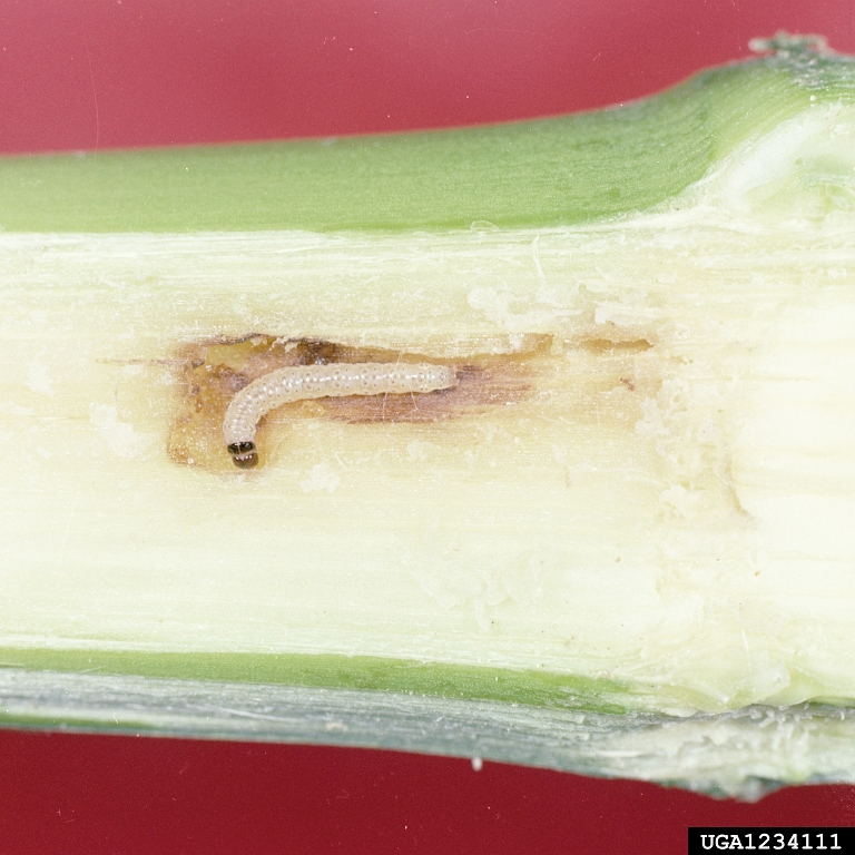 southern corn stalk borer (Diatraea crambidoides (Grote))