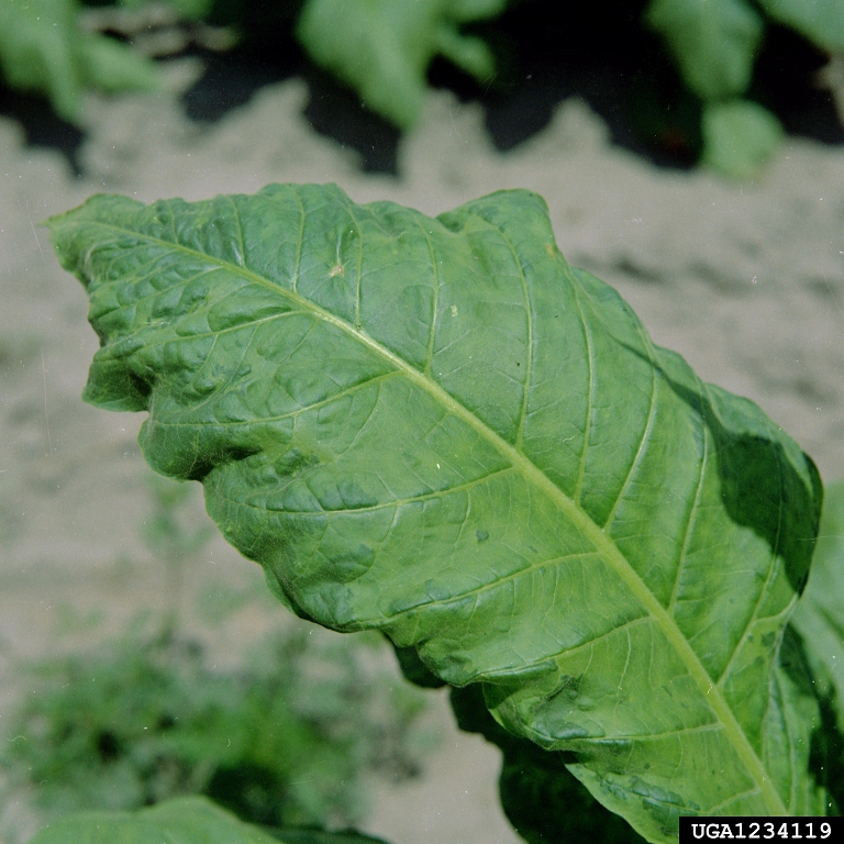 Tobacco Mosaic Virus (TMV) (Tobamovirus tabaci)
