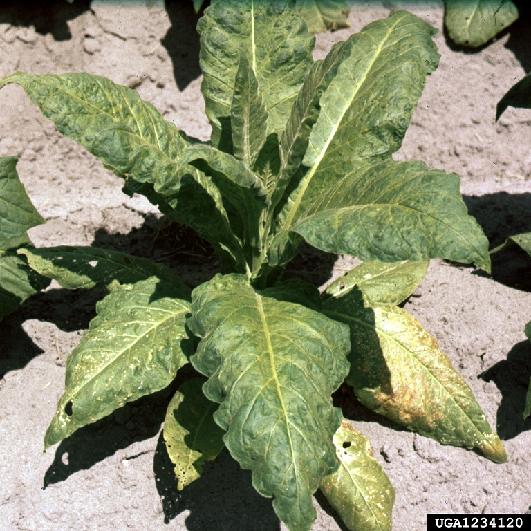 tobacco mosaic virus (TMV) (Tobamovirus Tobacco mosaic virus)
