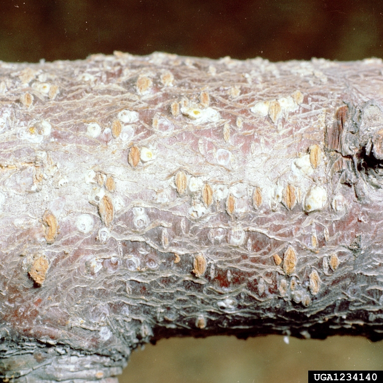 white peach scale (Pseudaulacaspis pentagona)