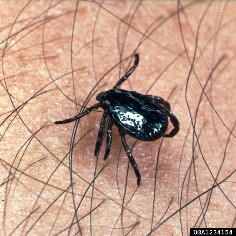 Ixodid tick (Amblyomma inornatum (Banks))