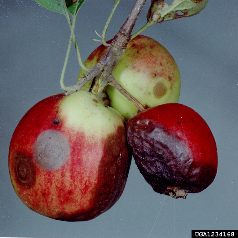bitter rot and anthracnose (Colletotrichum gloeosporioides (Penz.) Penz ...