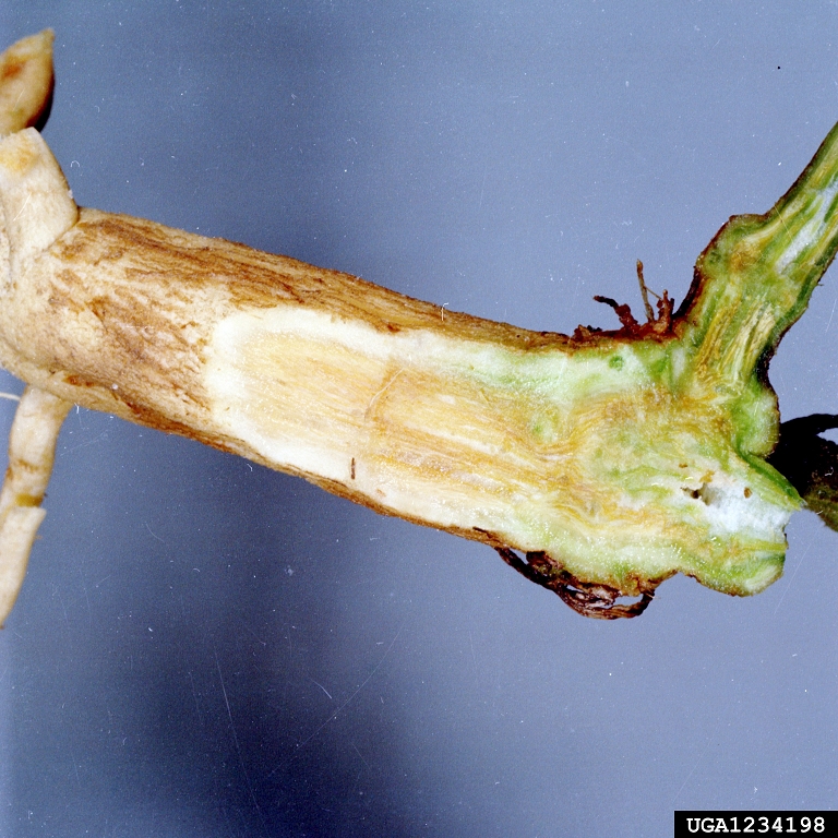 Fusarium wilt (Fusarium oxysporum f.sp. niveum (E.F. Sm.) W.C. Snyder ...