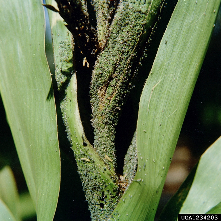 aphids (Family Aphididae Latreille, 1802)