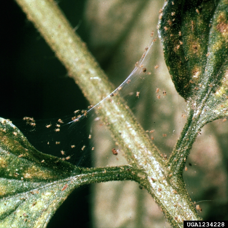 spider mites (Family Tetranychidae)