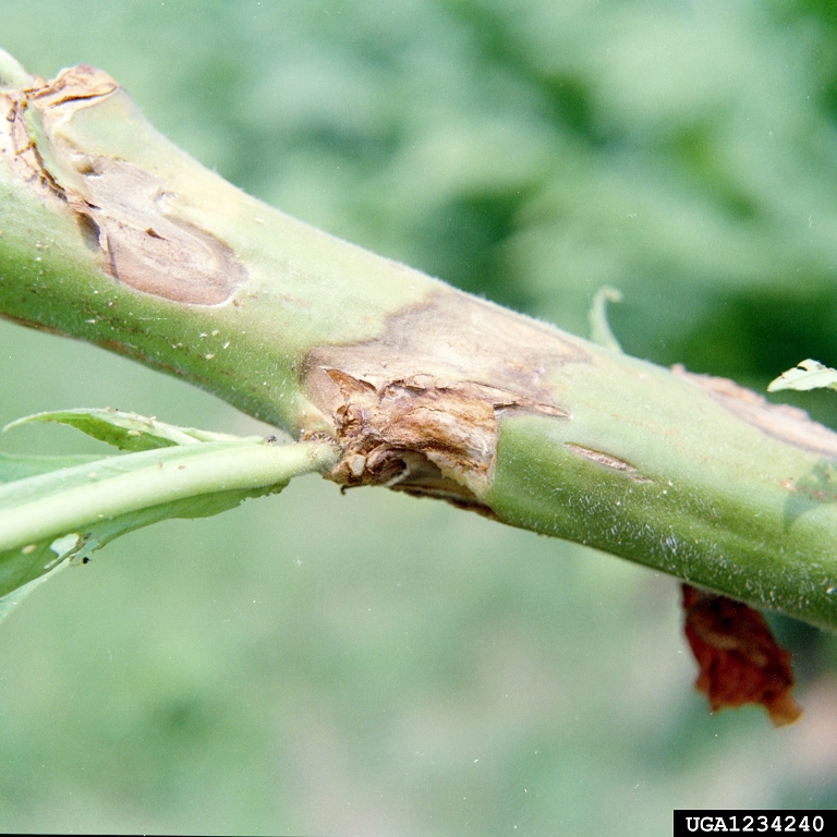 bacterial soft rot (Pectobacterium carotovorum ssp. carotovorum (Jones ...