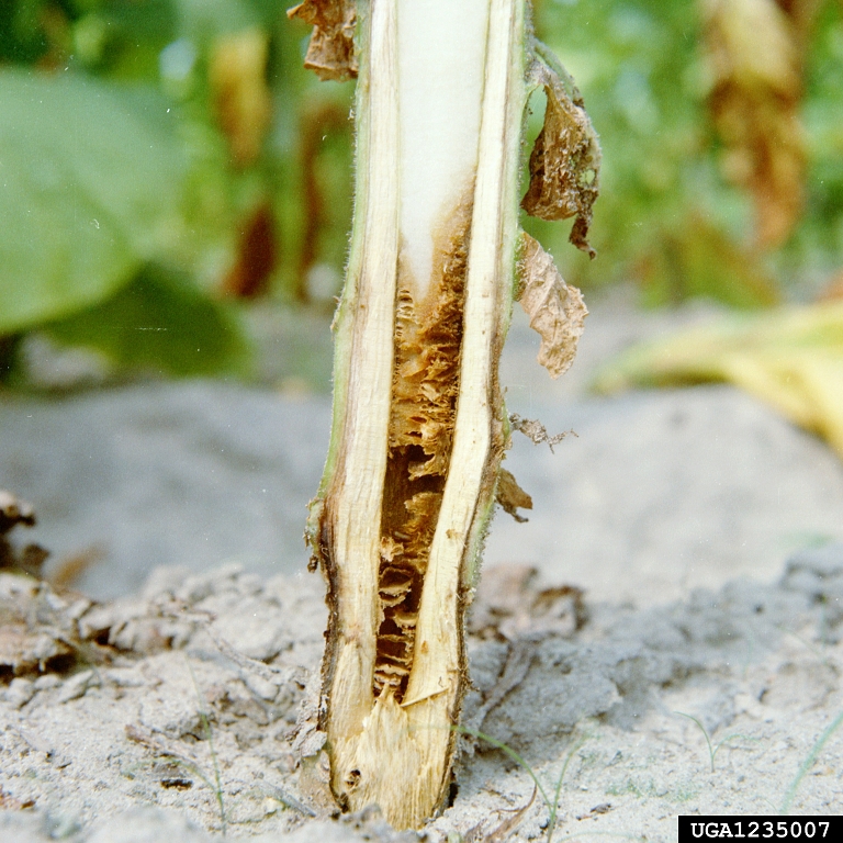 Phytophthora blight (Phytophthora nicotianae ) on flue-cured tobacco ...
