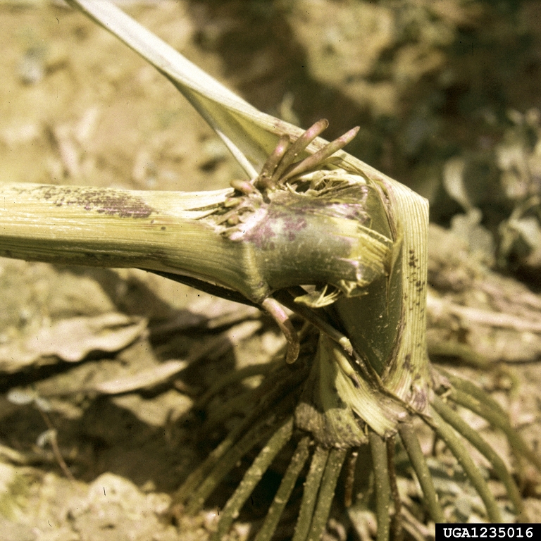 brown spot of corn (Physoderma maydis)