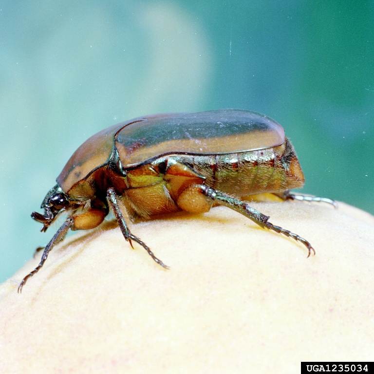 green June beetle (Cotinis nitida (Linnaeus, 1764))