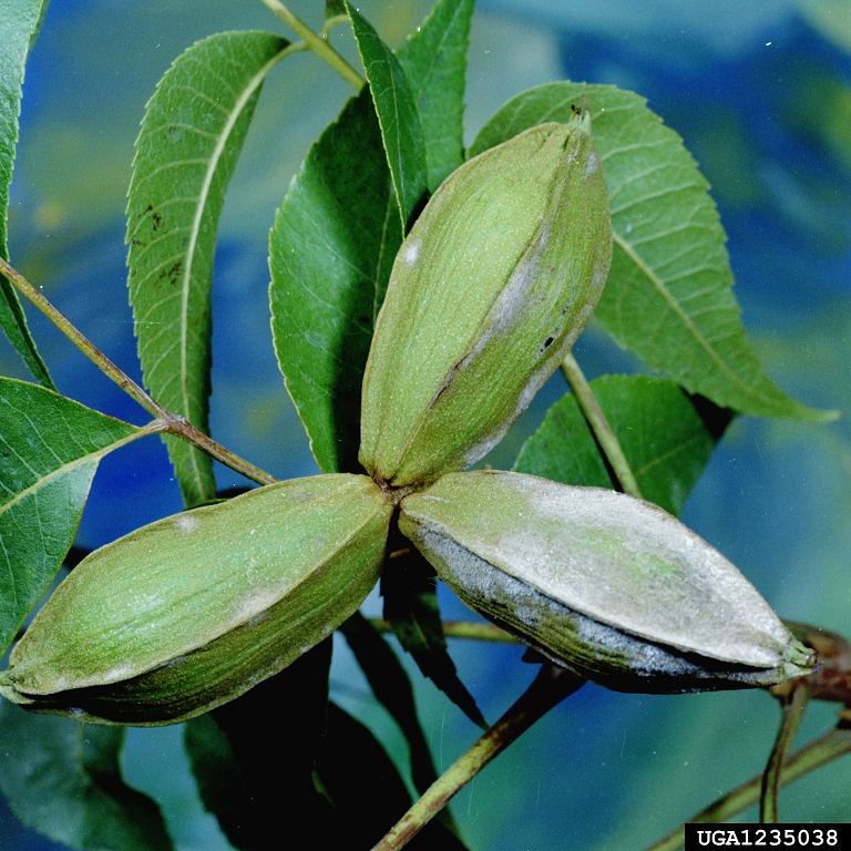 powdery mildew (Erysiphe penicillata (Wallr.) Schltdl.)