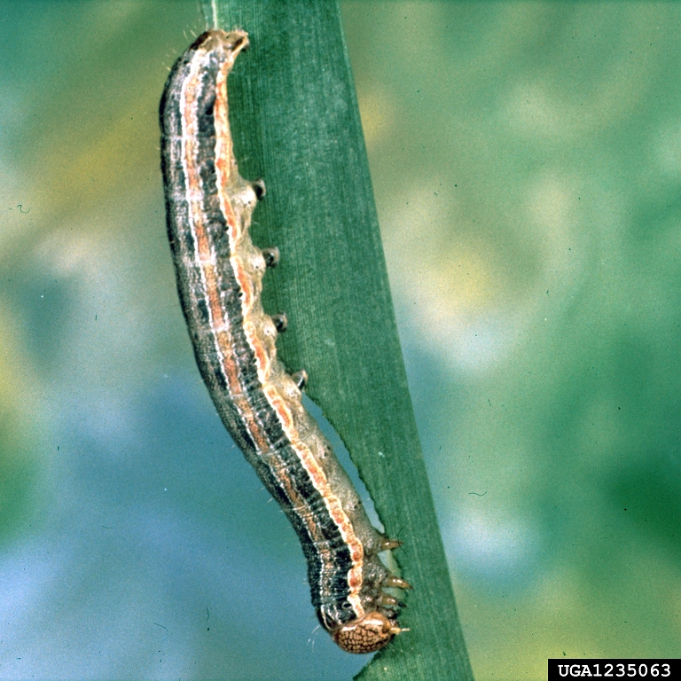 fall armyworm (Spodoptera frugiperda (J.E. Smith))