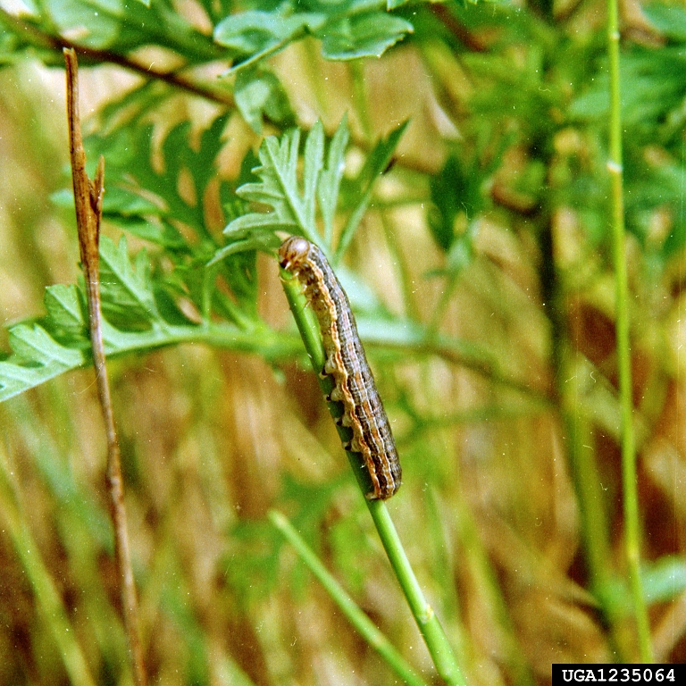 fall armyworm (Spodoptera frugiperda Smith, J.E., 1797)