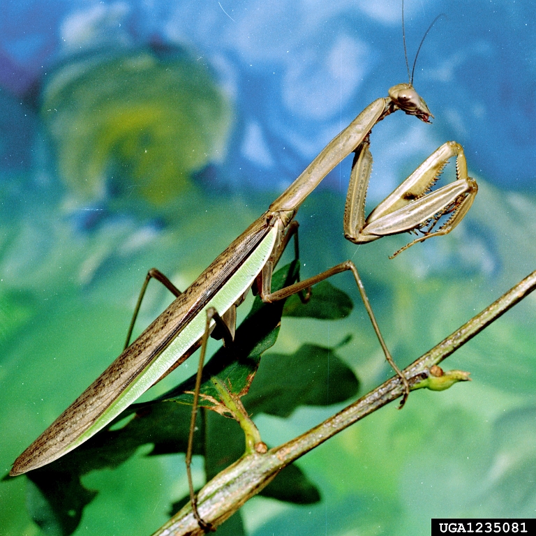mantids (Family Mantidae)