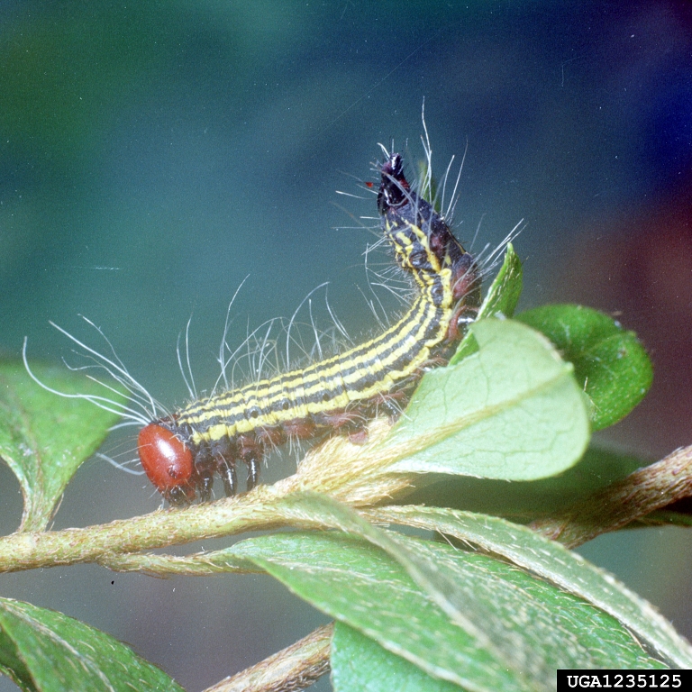 azalea caterpillar (Datana major Grote & Robinson)