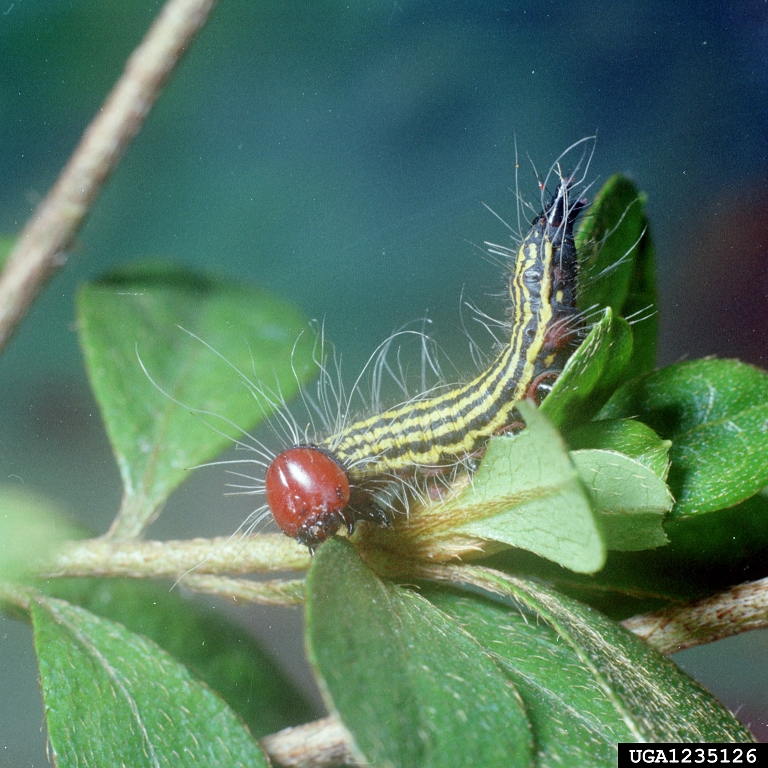 azalea caterpillar (Datana major Grote & Robinson)
