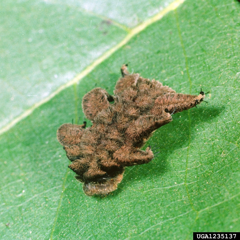 hag moth (Phobetron pithecium (J.E. Smith))