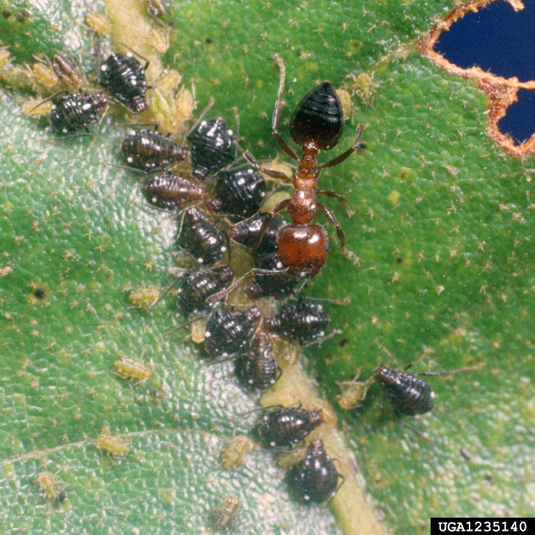 valentine ant (Crematogaster laeviuscula Mayr)