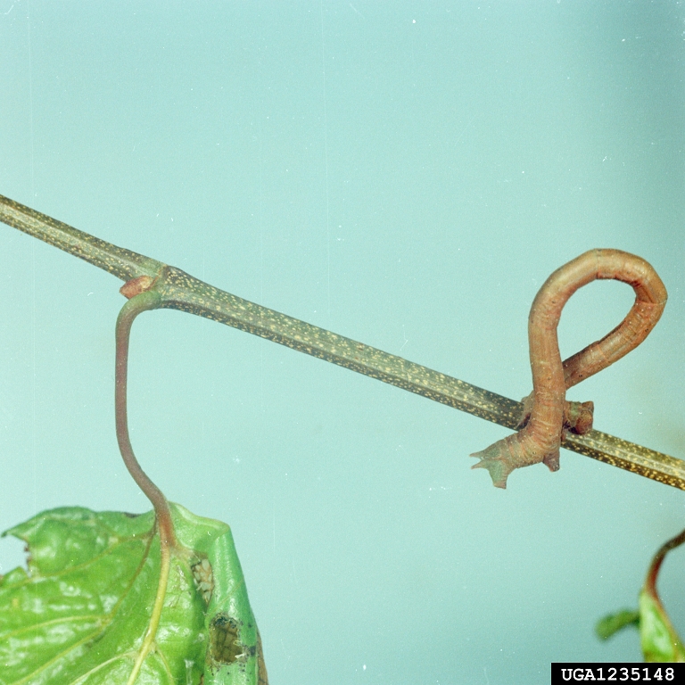 bloof-vein moth (Timandra griseata (Petersen))
