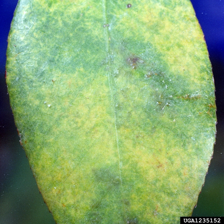tea scale (Fiorinia theae Green)
