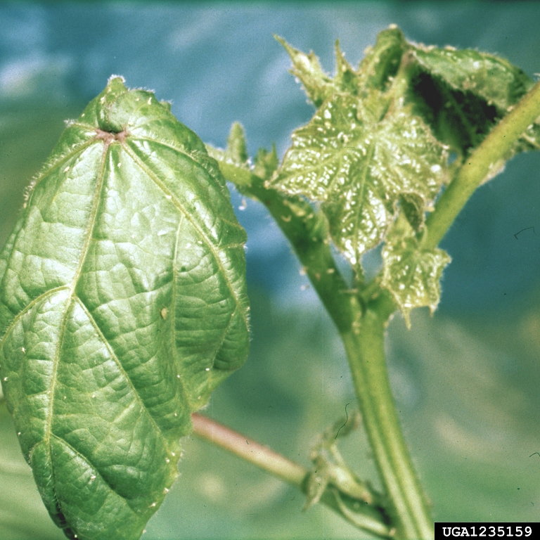 aphids (Family Aphididae)