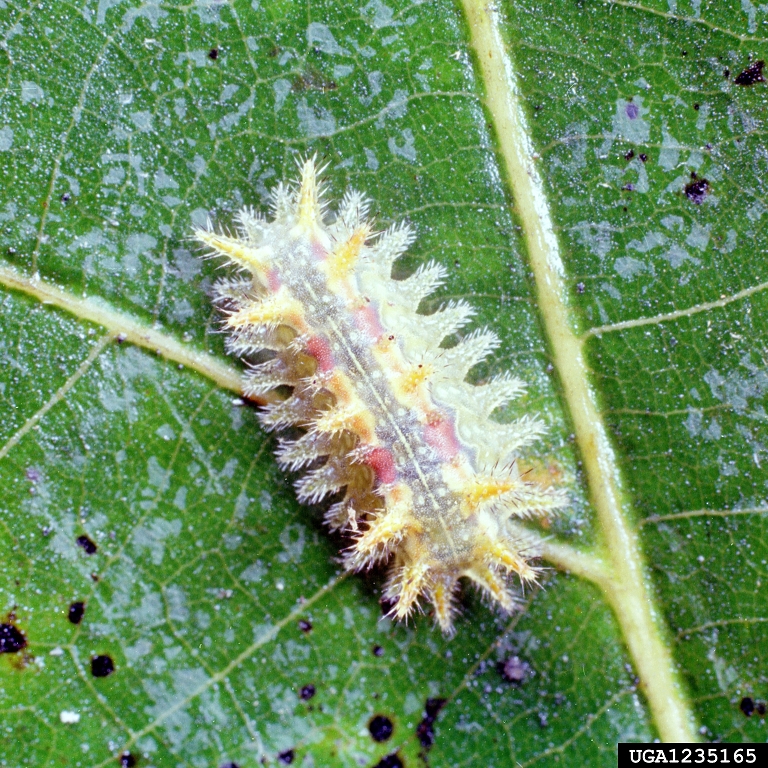 spiny oak slug (Euclea delphinii)