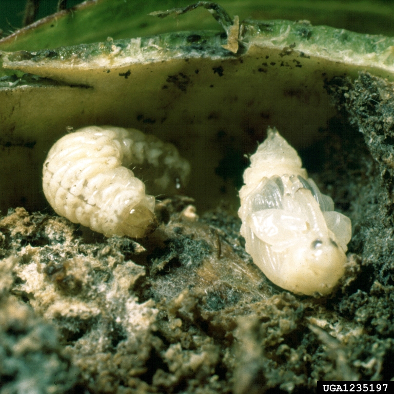boll weevil (Anthonomus grandis grandis) on cotton (Gossypium hirsutum ...