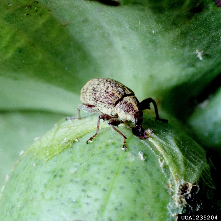 boll weevil (Anthonomus grandis grandis)