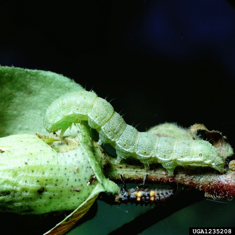 corn earworm, tomato fruitworm (Helicoverpa zea)