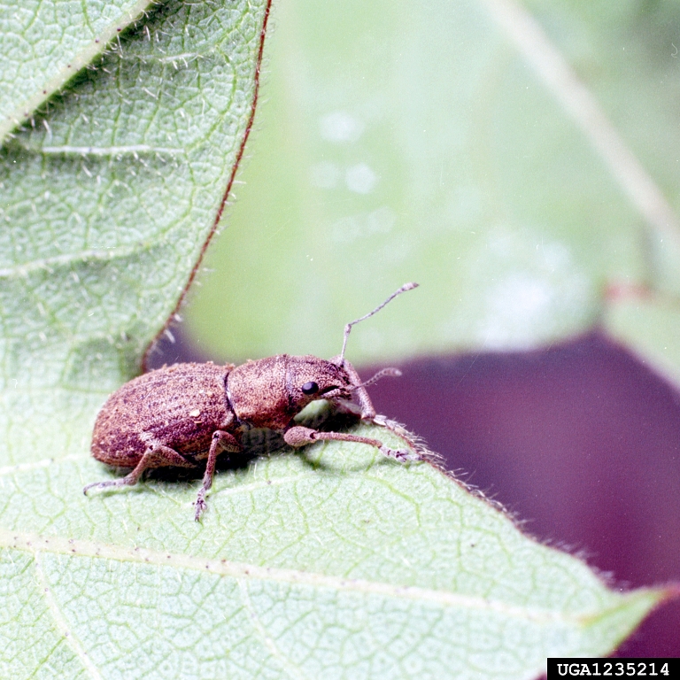 Fuller rose beetle (Pantomorus cervinus)
