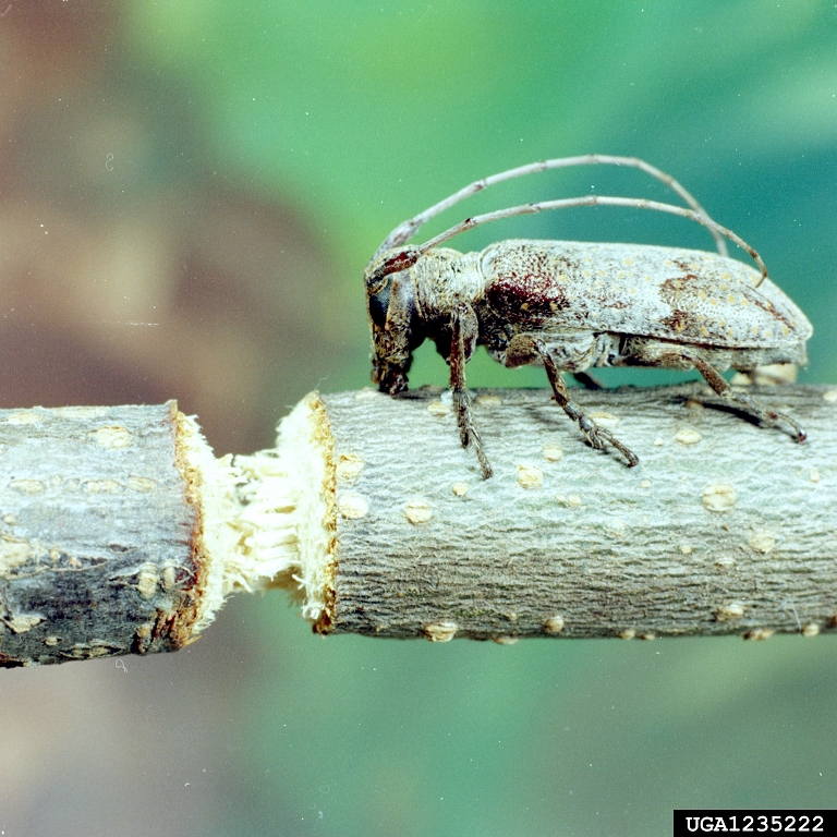twig girdler (Oncideres cingulata (Say, 1826))