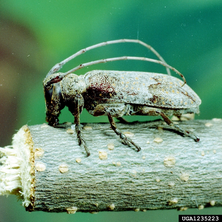 twig girdler (Oncideres cingulata (Say, 1826))