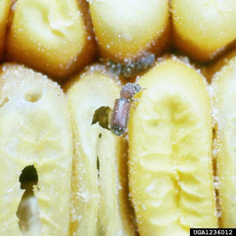 lesser grain borer (Rhyzopertha dominica)