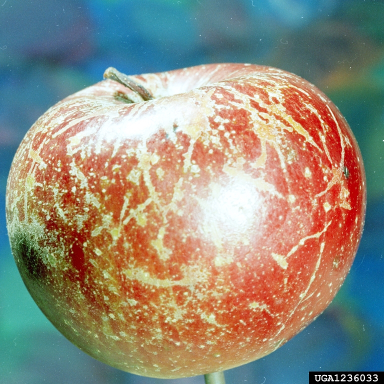 powdery mildew (Podosphaera leucotricha (Ellis & Everh.) E. S. Salmon)