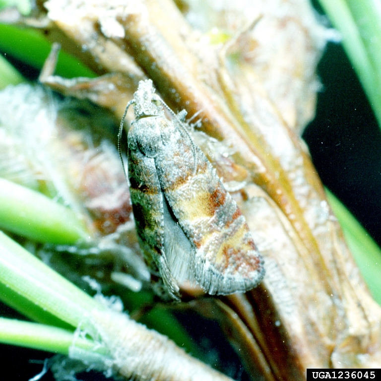 Nantucket pine tip moth (Rhyacionia frustrana)