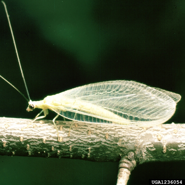 goldeneyed lacewing (Chrysopa oculata)