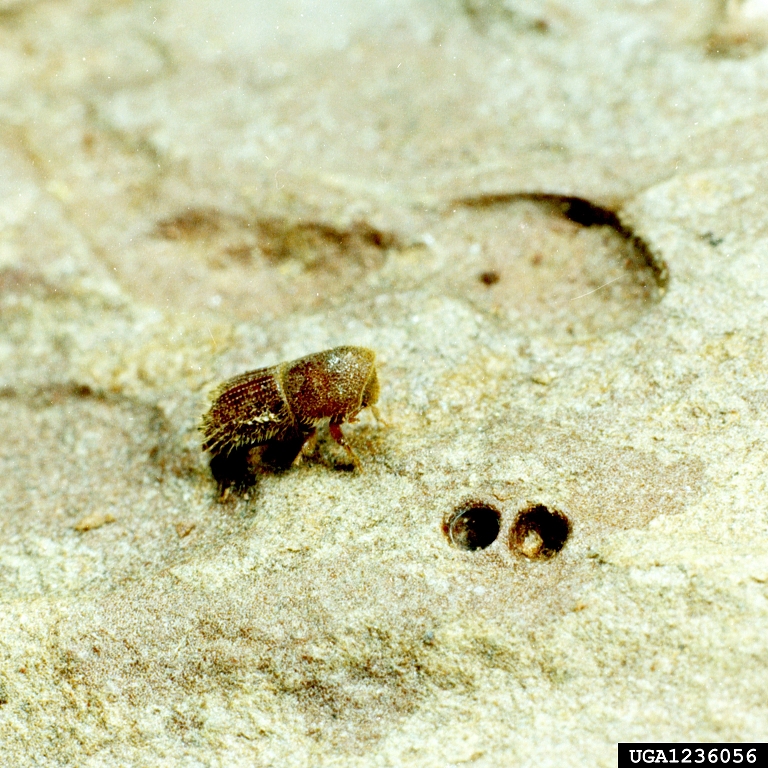 Ips engraver beetles (Genus Ips)