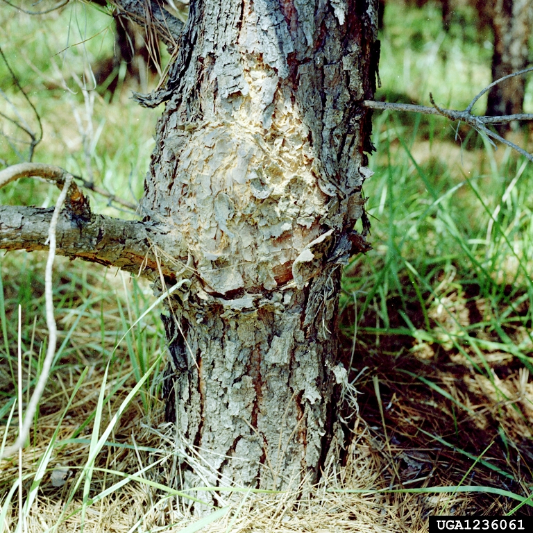 fusiform rust (Cronartium quercuum f.sp. fusiforme (Hedgc. & N. Hunt ...