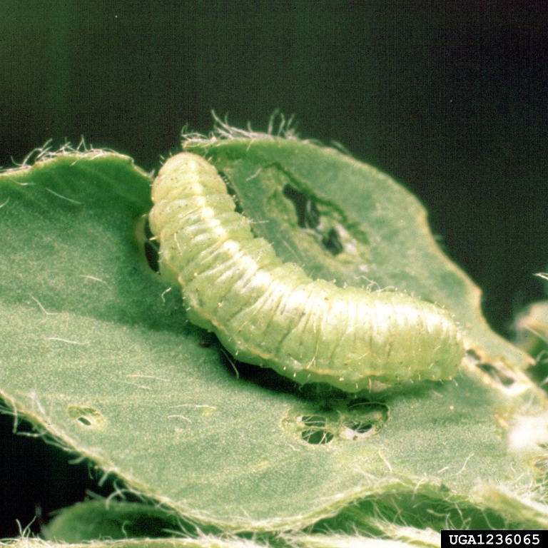 alfalfa weevil (Hypera postica)