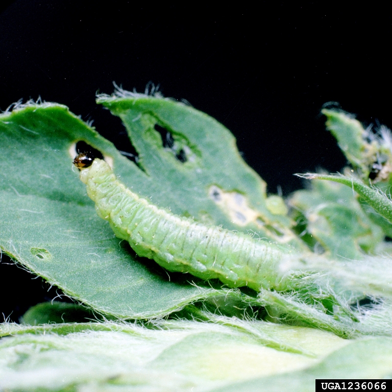 alfalfa weevil (Hypera postica ) on alfalfa (Medicago sativa ) - 1236066