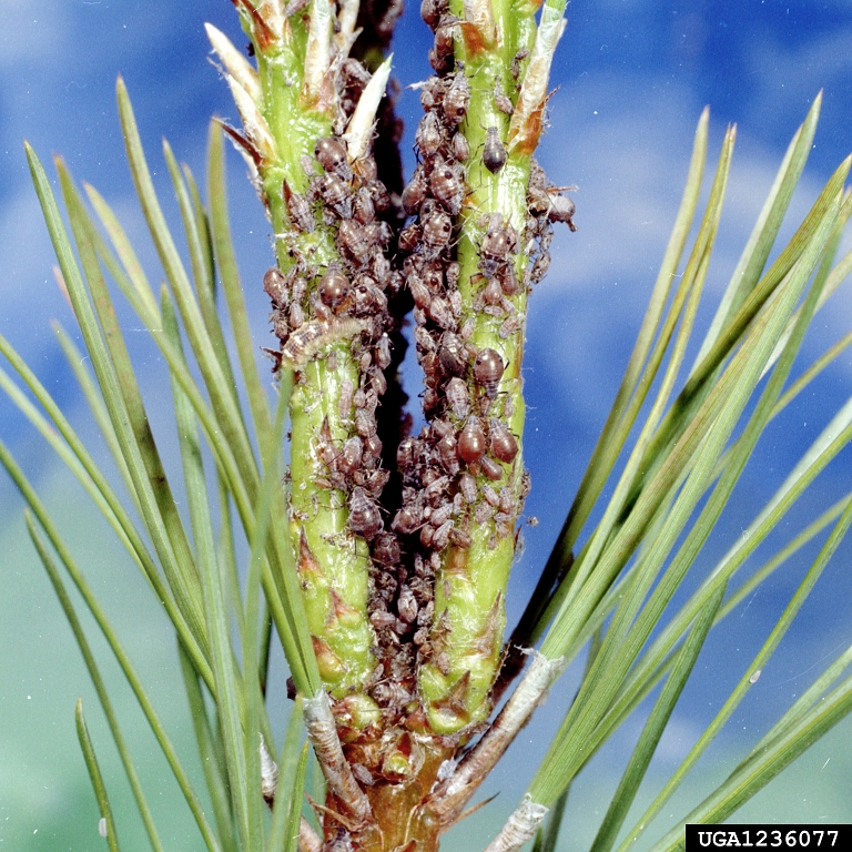 aphids (Family Aphididae)