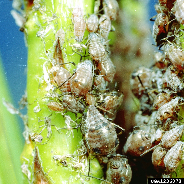 aphids (Family Aphididae)